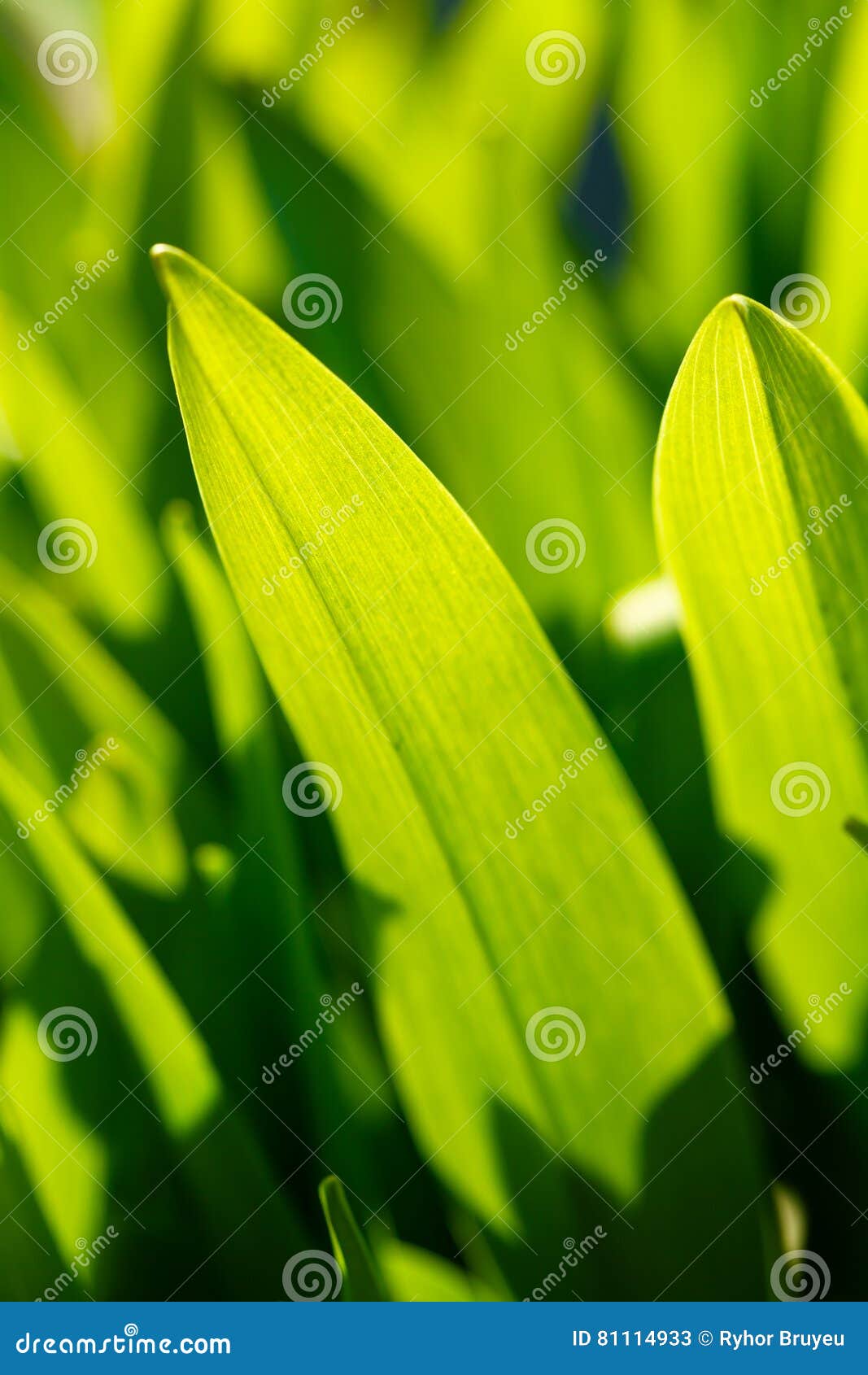 Fresh Spring Green Leaves. Grass Background Stock Image - Image of ...