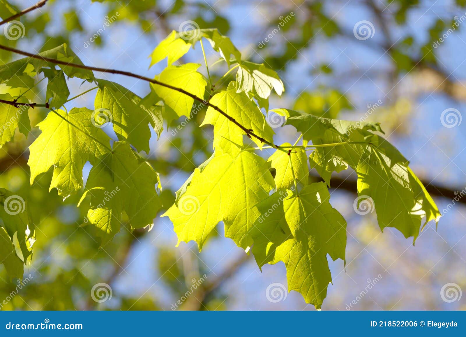 Fresh Spring Green Leaves Growing Out on the Tree and Reaching for the ...