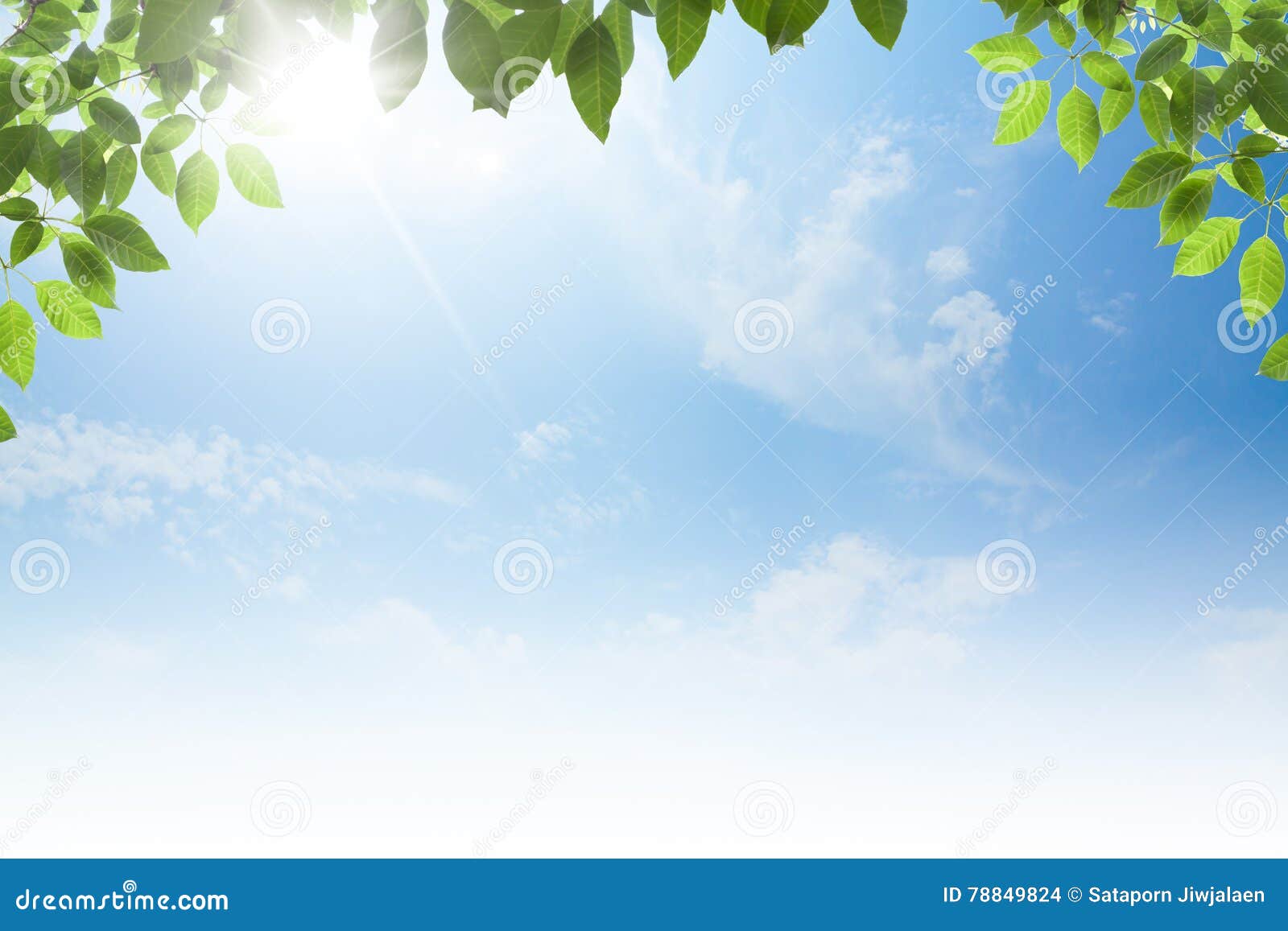 Fresh spring green leaves stock photo. Image of leaves - 78849824