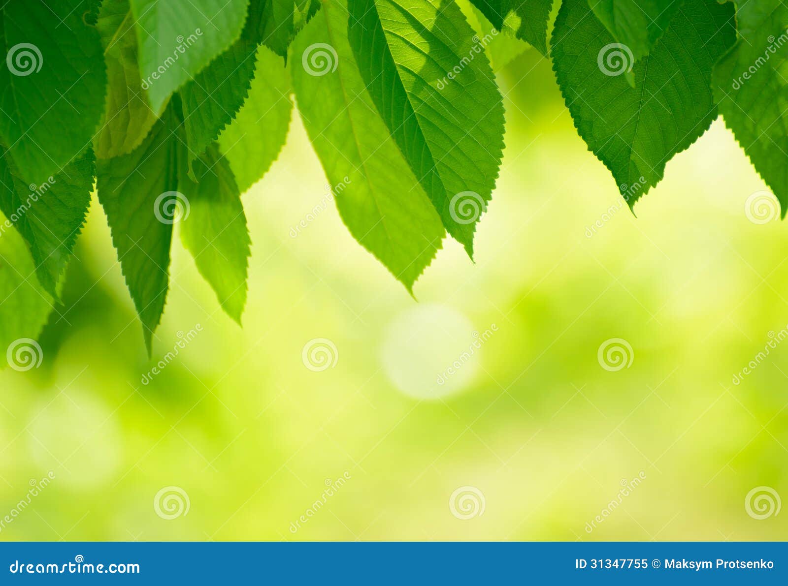 Fresh Spring Green Leaves Over Bright Background Stock Image - Image of ...