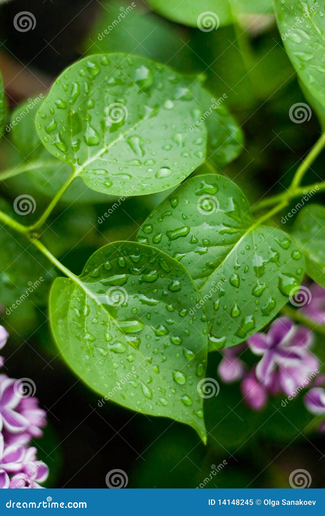 Fresh Spring Growth stock image. Image of growing, plant - 14148245