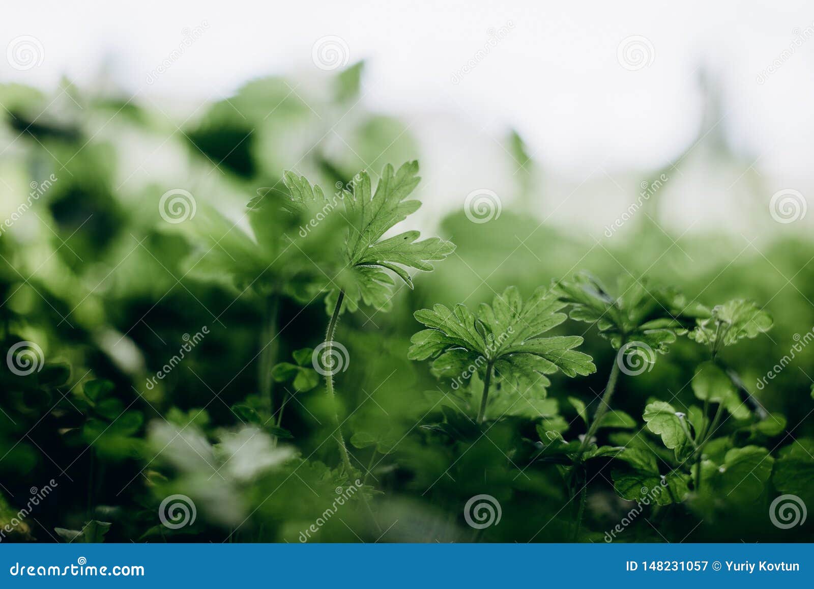 Fresh Spring Herb Green Parsley Grows Garden Stock Image - Image of ...