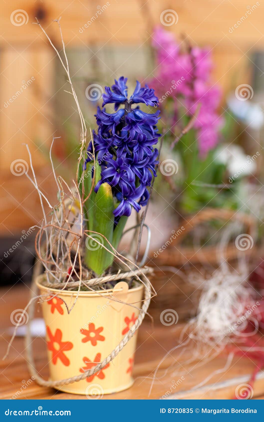 Fresh spring Hyacinth stock image. Image of decoration - 8720835