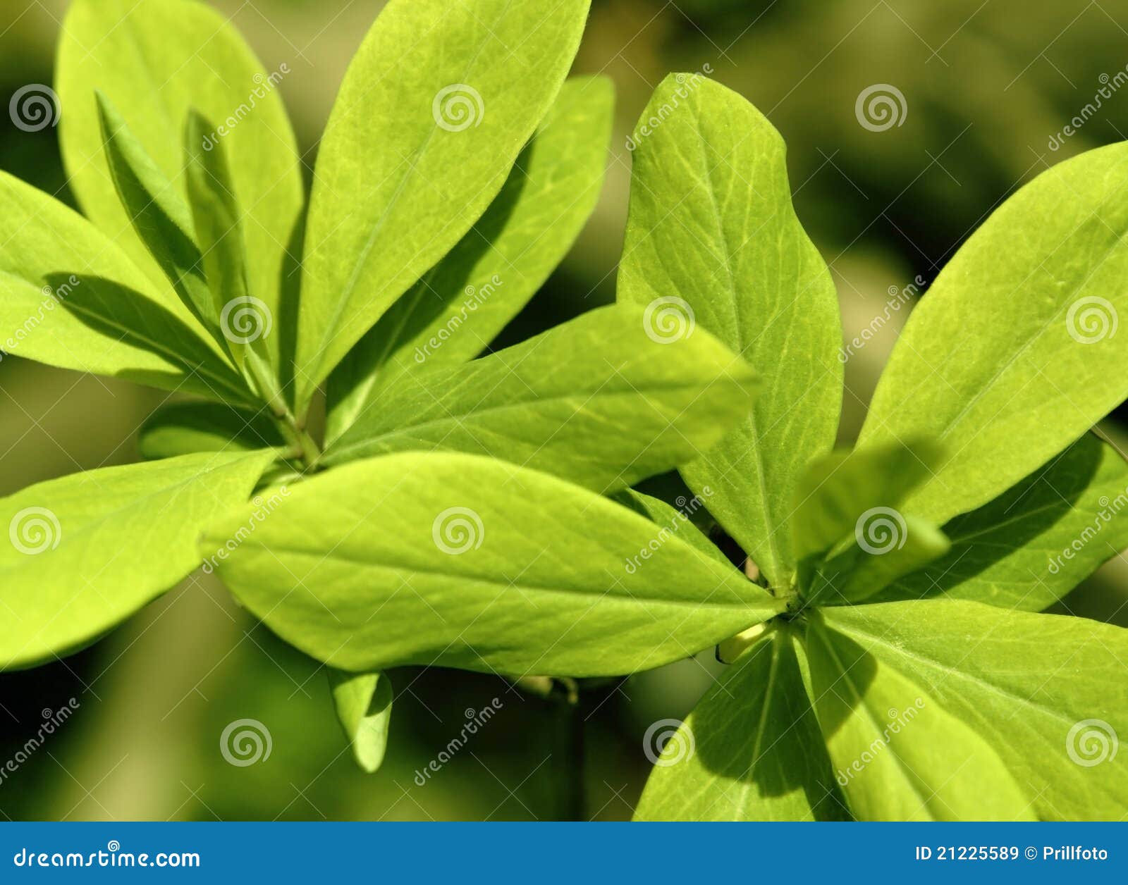 Fresh spring leaves stock image. Image of life, foliage - 21225589