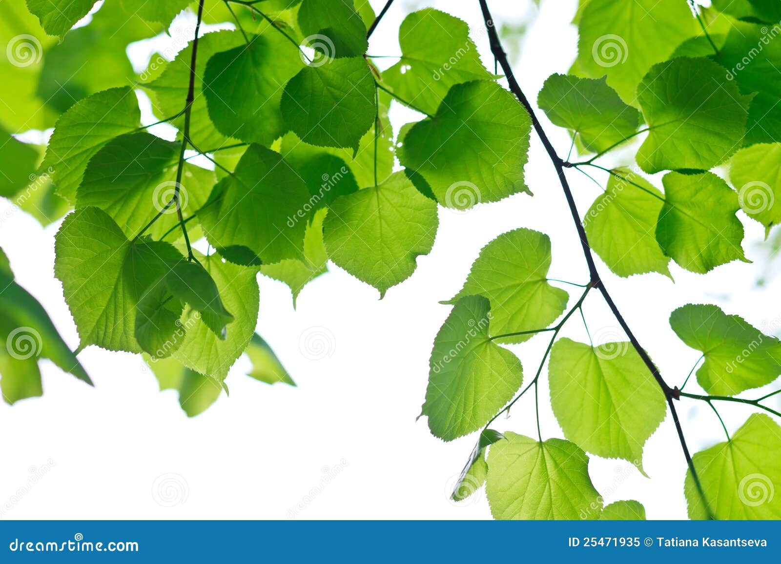 Fresh Spring Leaves stock image. Image of lush, desktops - 25471935