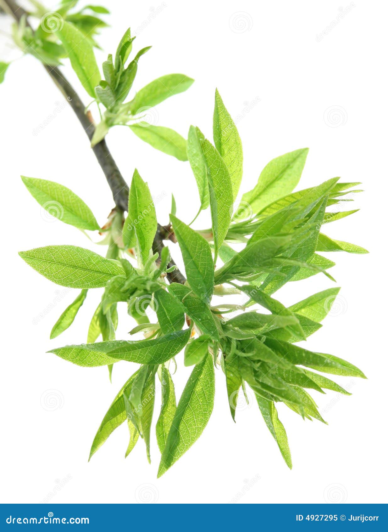 Fresh spring leaves stock image. Image of growth, single - 4927295