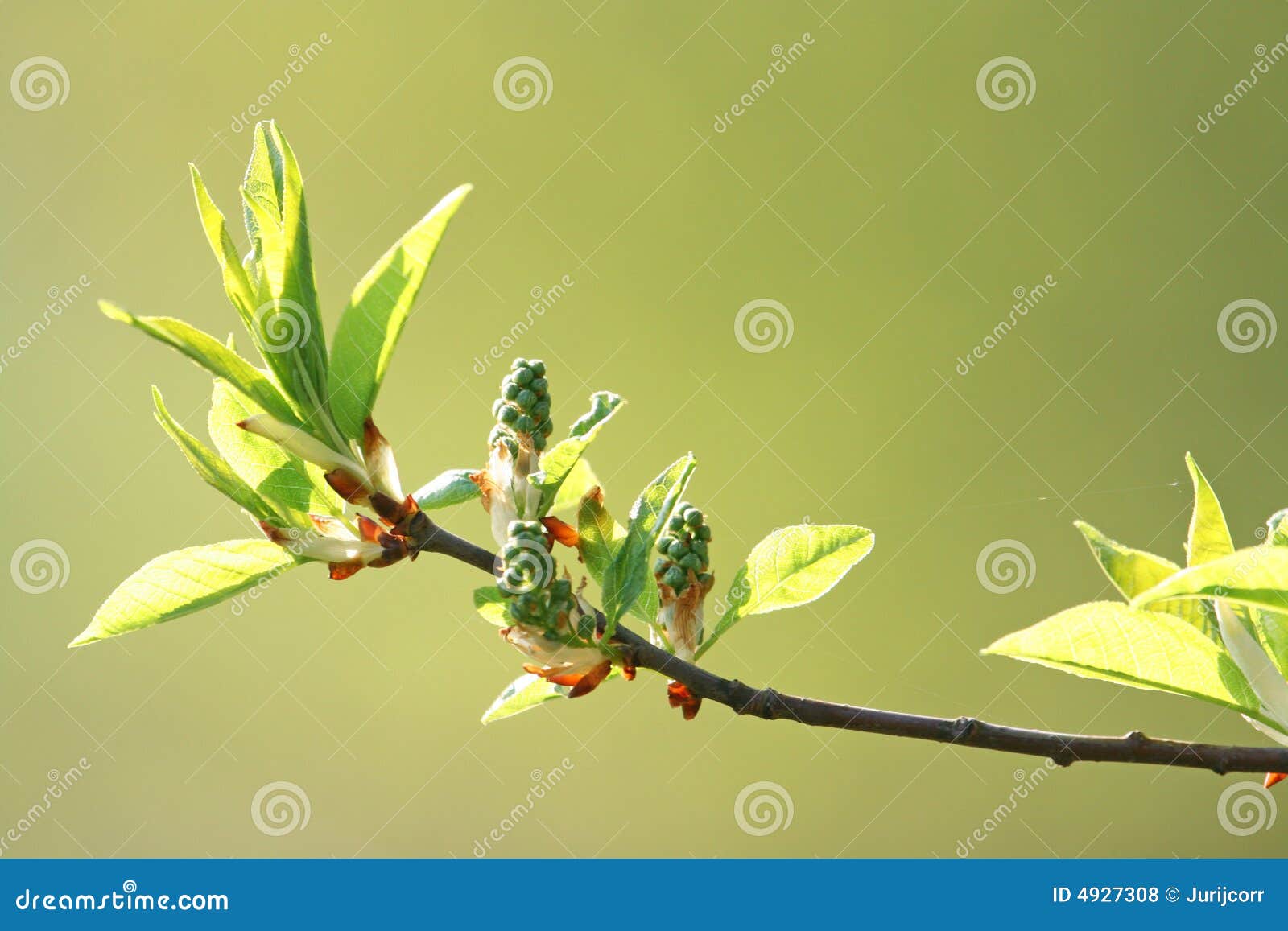 Fresh spring leaves stock photo. Image of environmental - 4927308