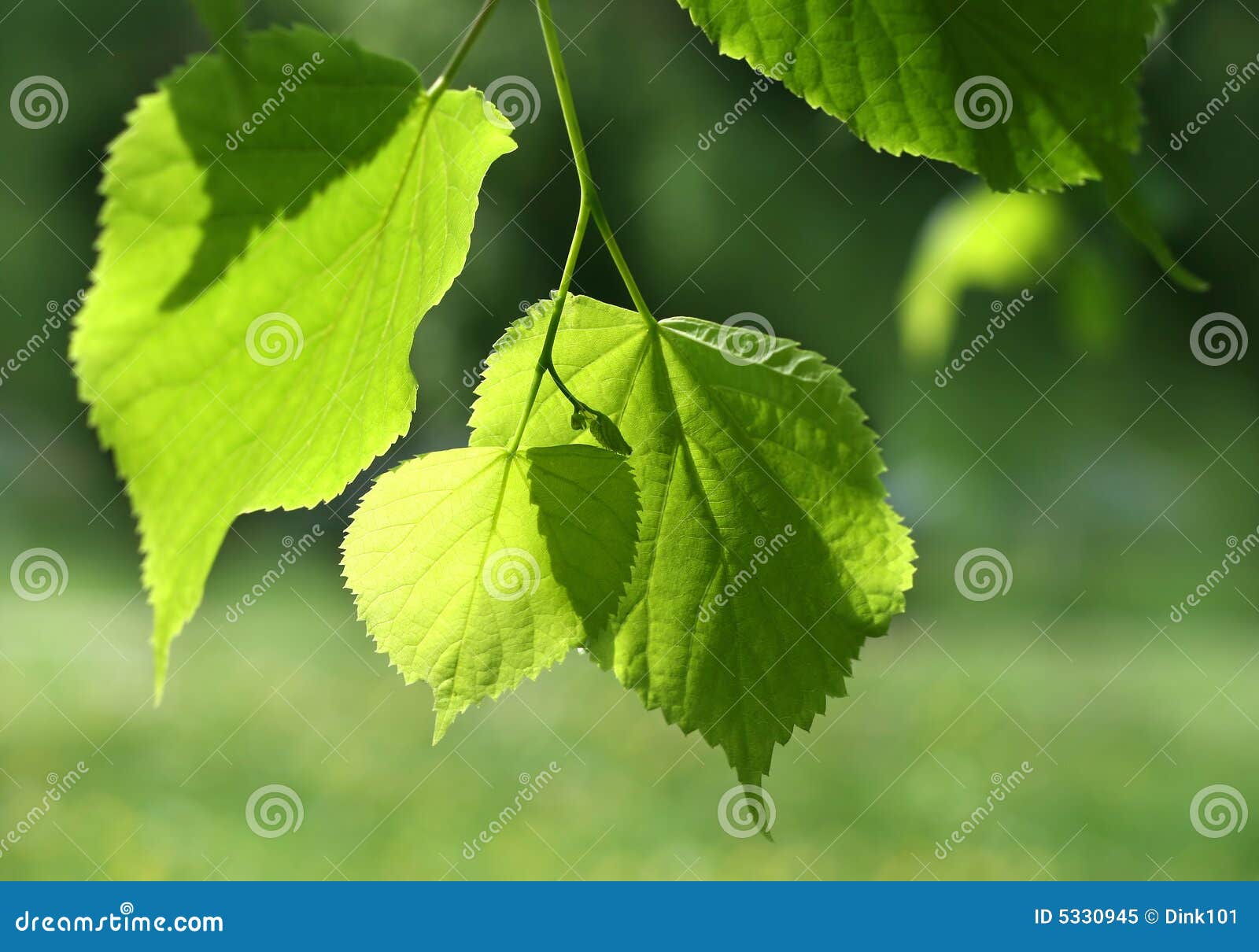 Fresh spring leaves stock image. Image of fresh, greenwood - 5330945
