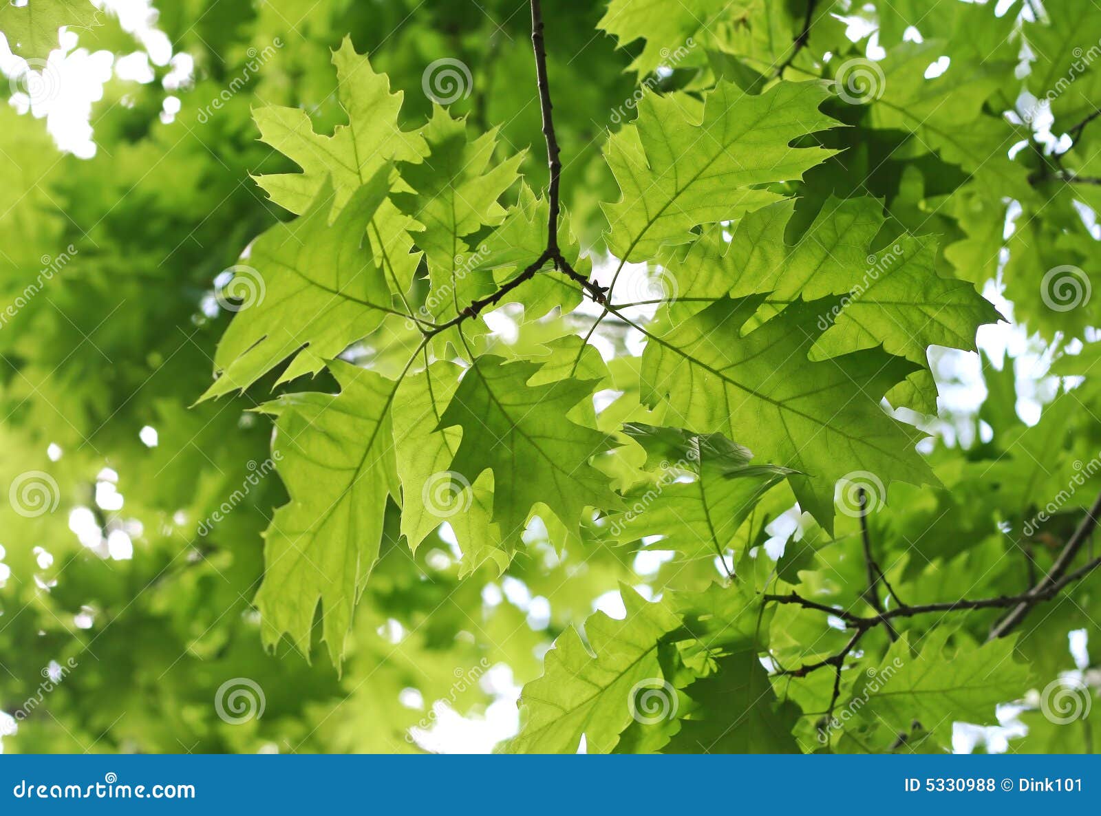 Fresh spring leaves stock photo. Image of maple, closeup - 5330988