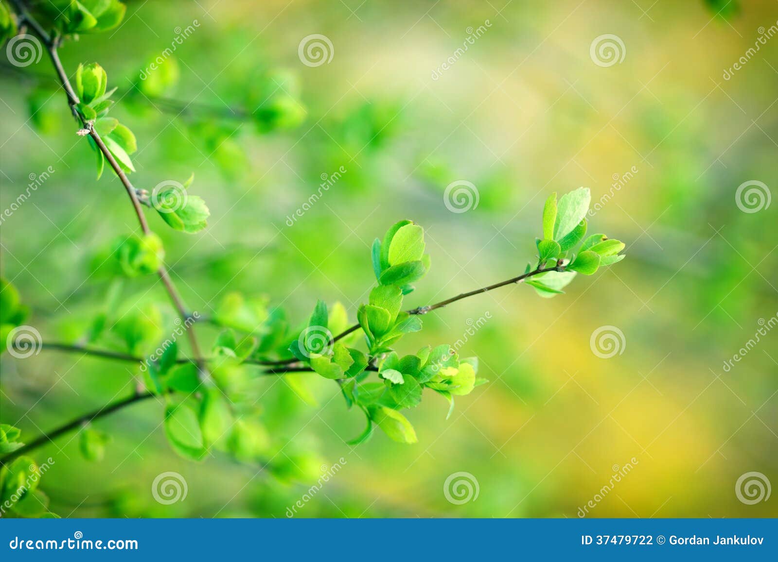 Fresh Spring Leaves in April - Spring Stock Photo - Image of foliage ...