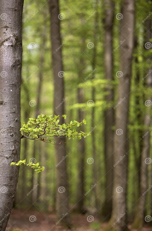 Fresh Spring Leaves on Beech Trees in German Forest Stock Image - Image ...