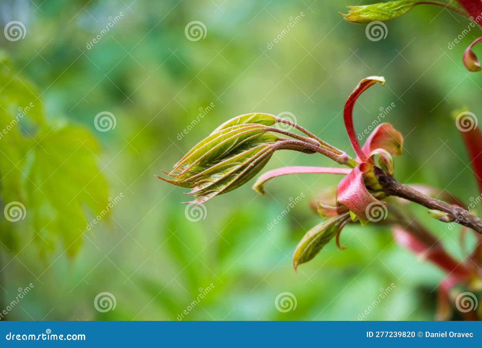 Fresh Spring Leaves on Blurred Background Stock Photo - Image of ...