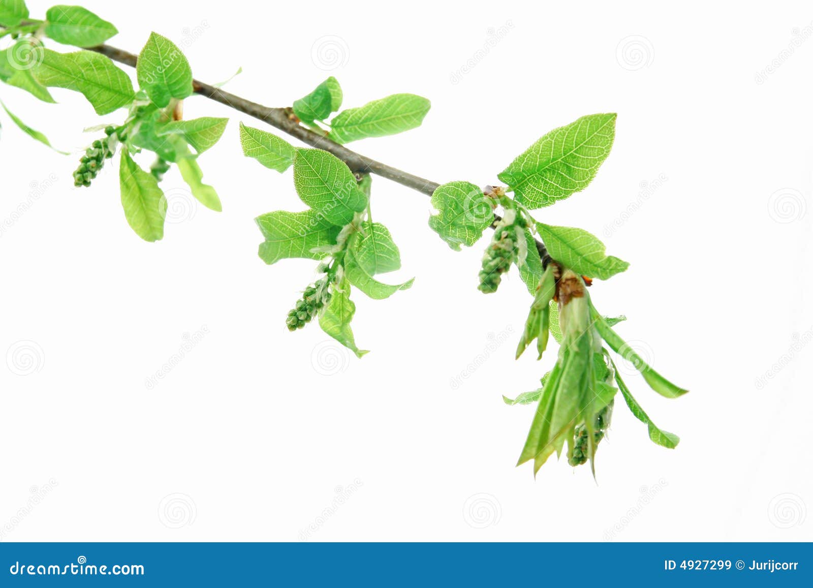 Fresh Spring Leaves on a Branch Stock Image - Image of freshness ...