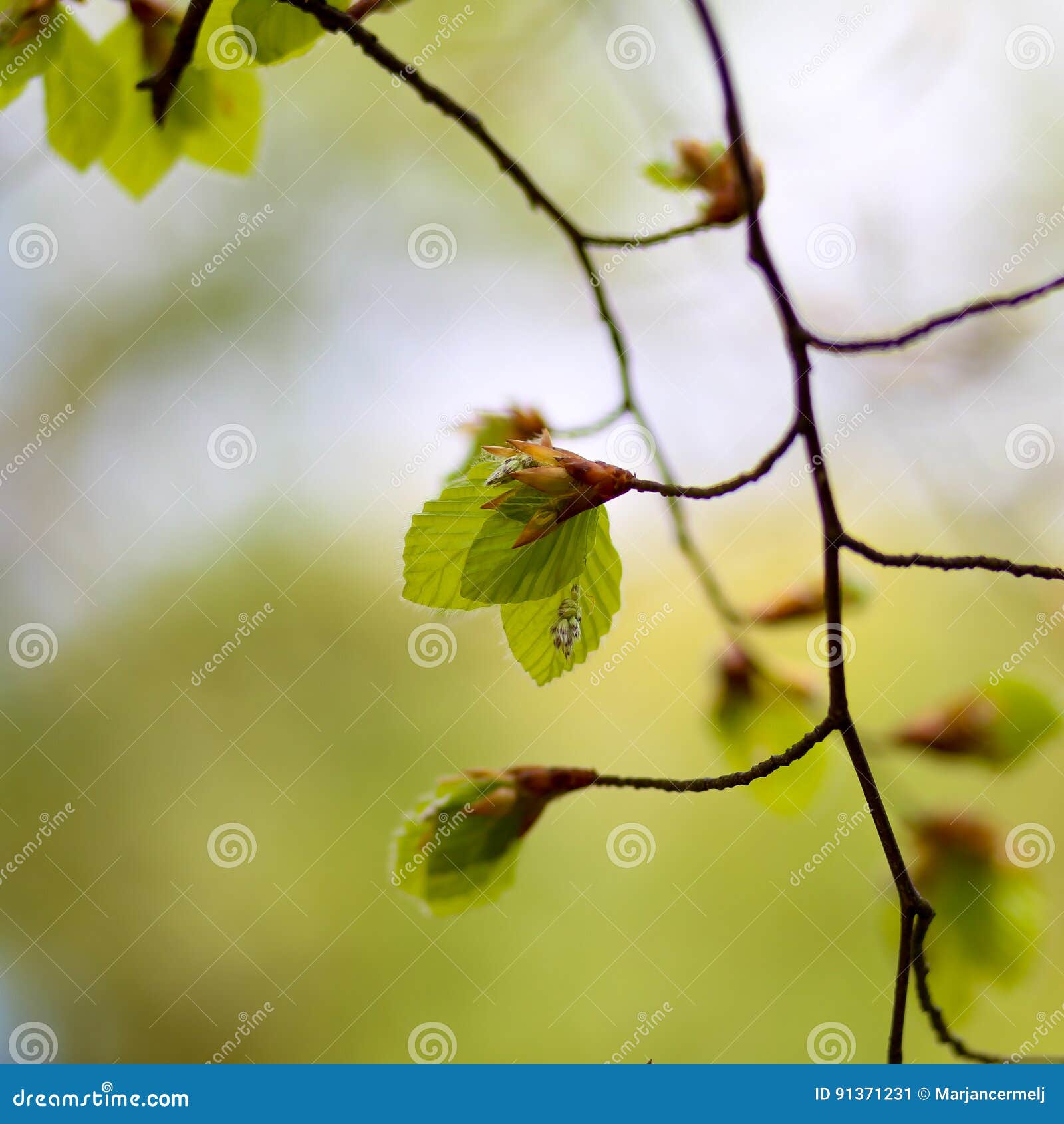Fresh Spring Leaves of a Common Beech Fagus Sylvatica Stock Image ...