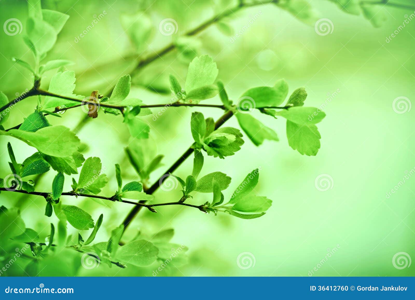 Fresh spring leaves stock photo. Image of botanical, drops - 36412760