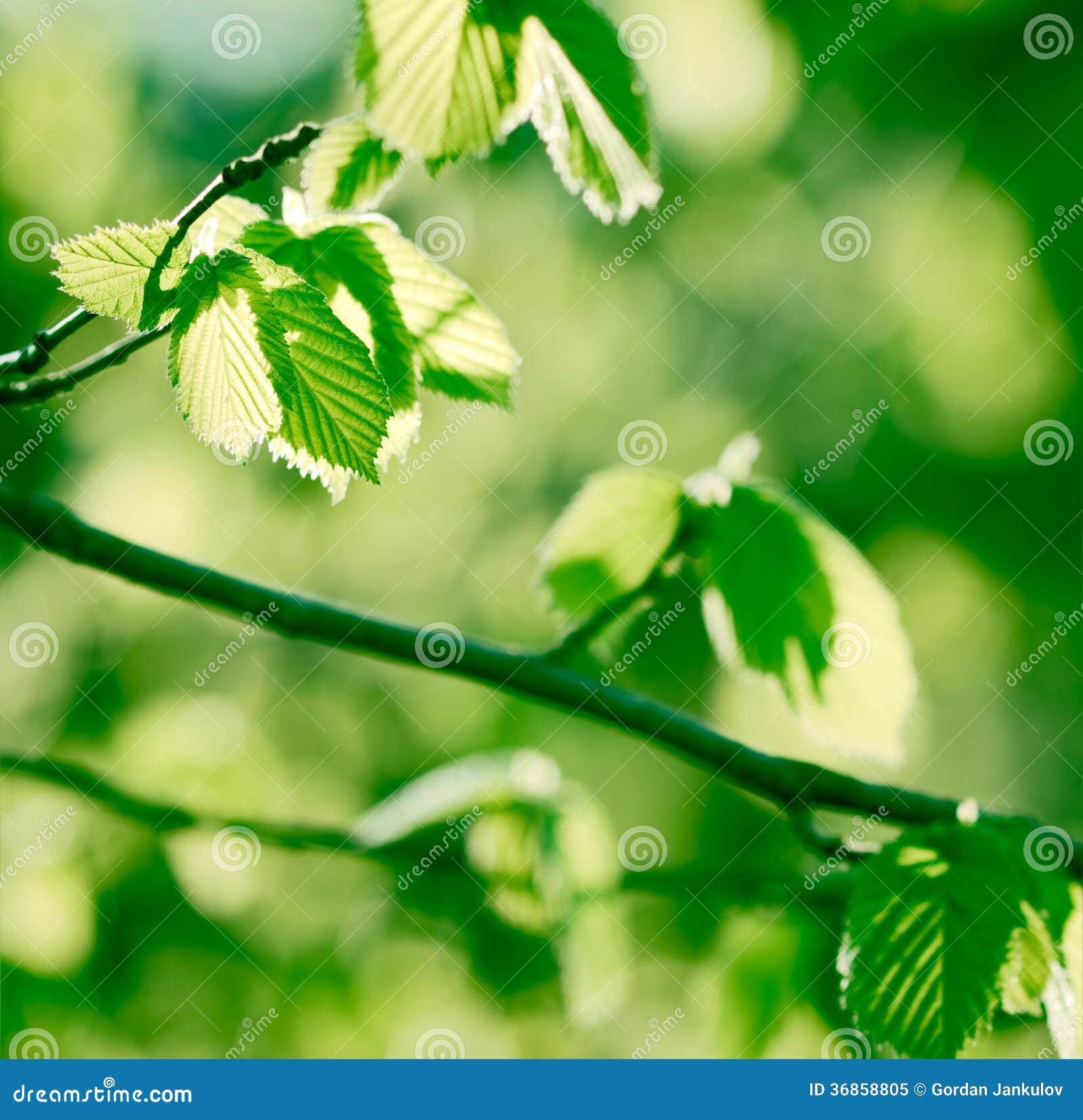 Fresh spring leaves stock image. Image of deciduous, budding - 36858805