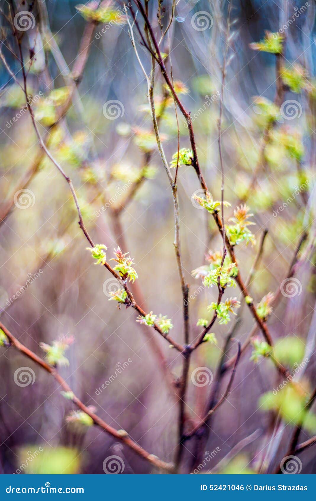 Fresh spring leaves stock photo. Image of nature, little - 52421046