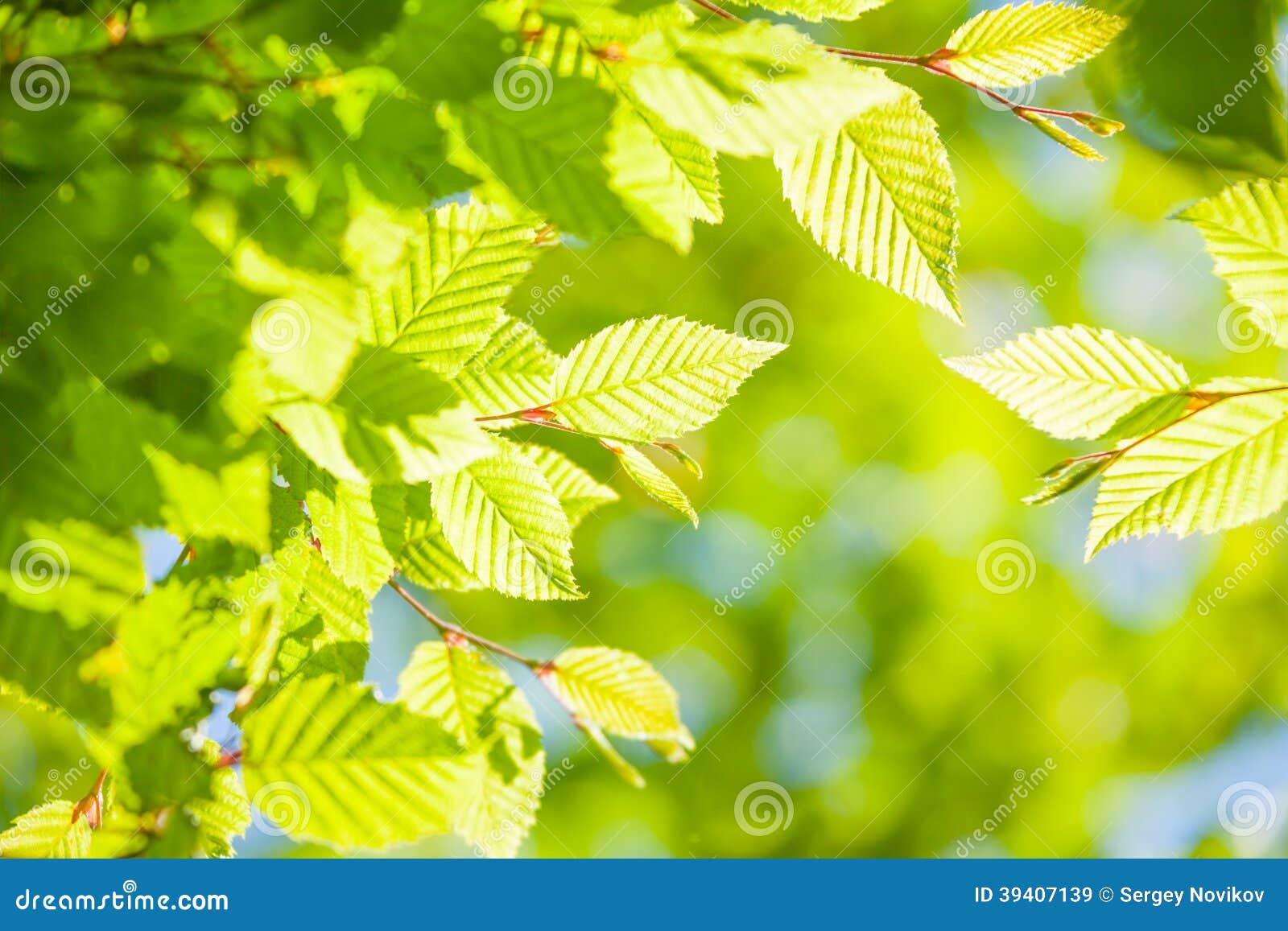 Fresh spring leaves stock image. Image of forest, hazel - 39407139