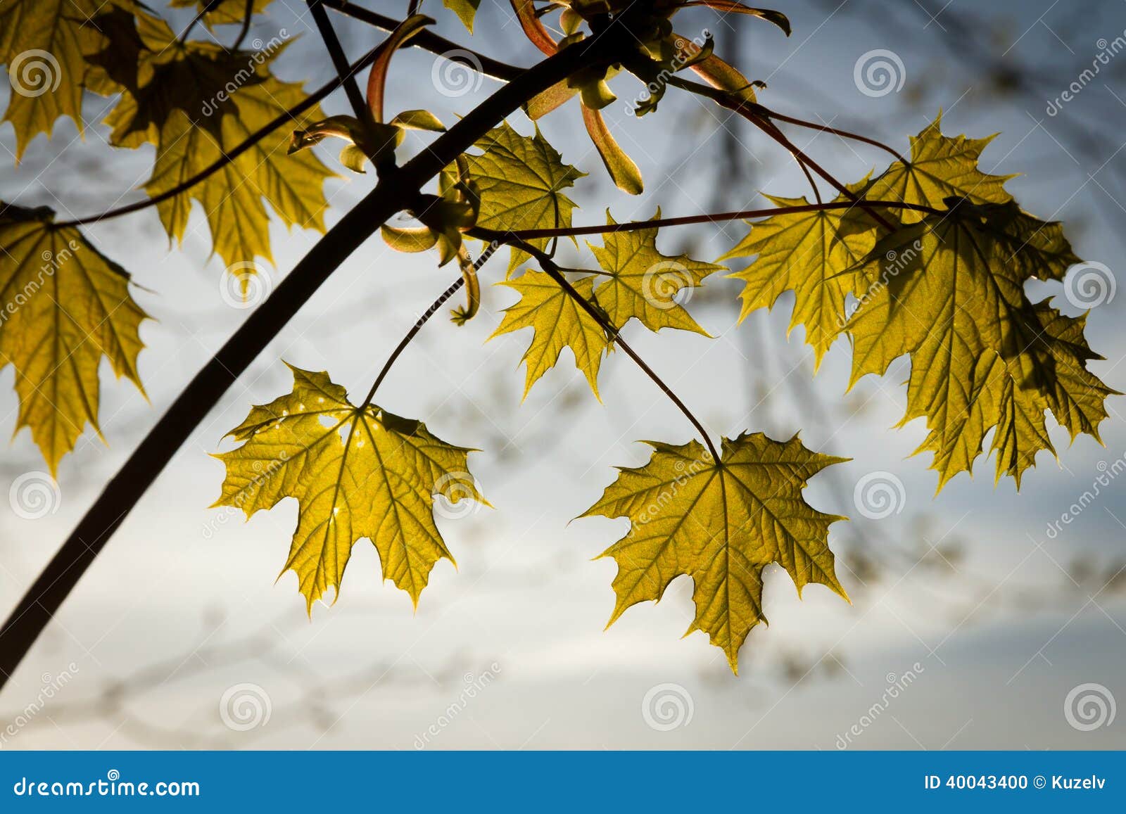 Fresh spring maple leaves stock photo. Image of grow - 40043400
