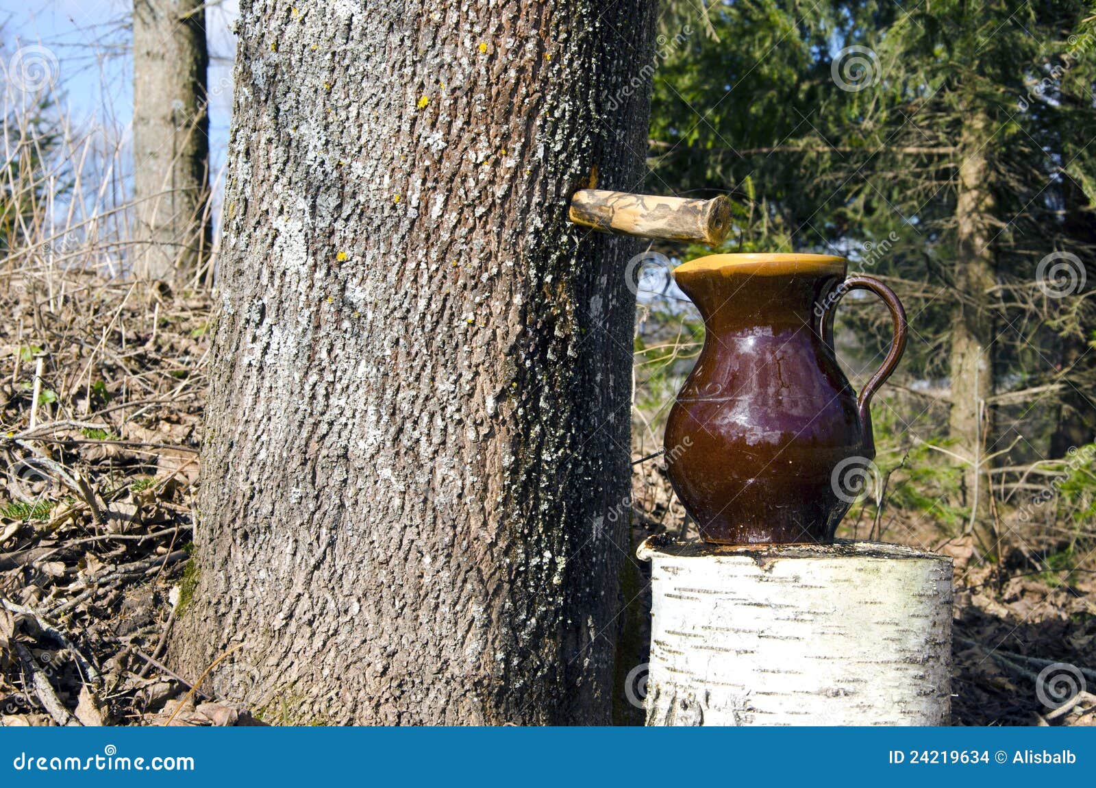 Fresh spring maple sap stock photo. Image of healthy - 24219634
