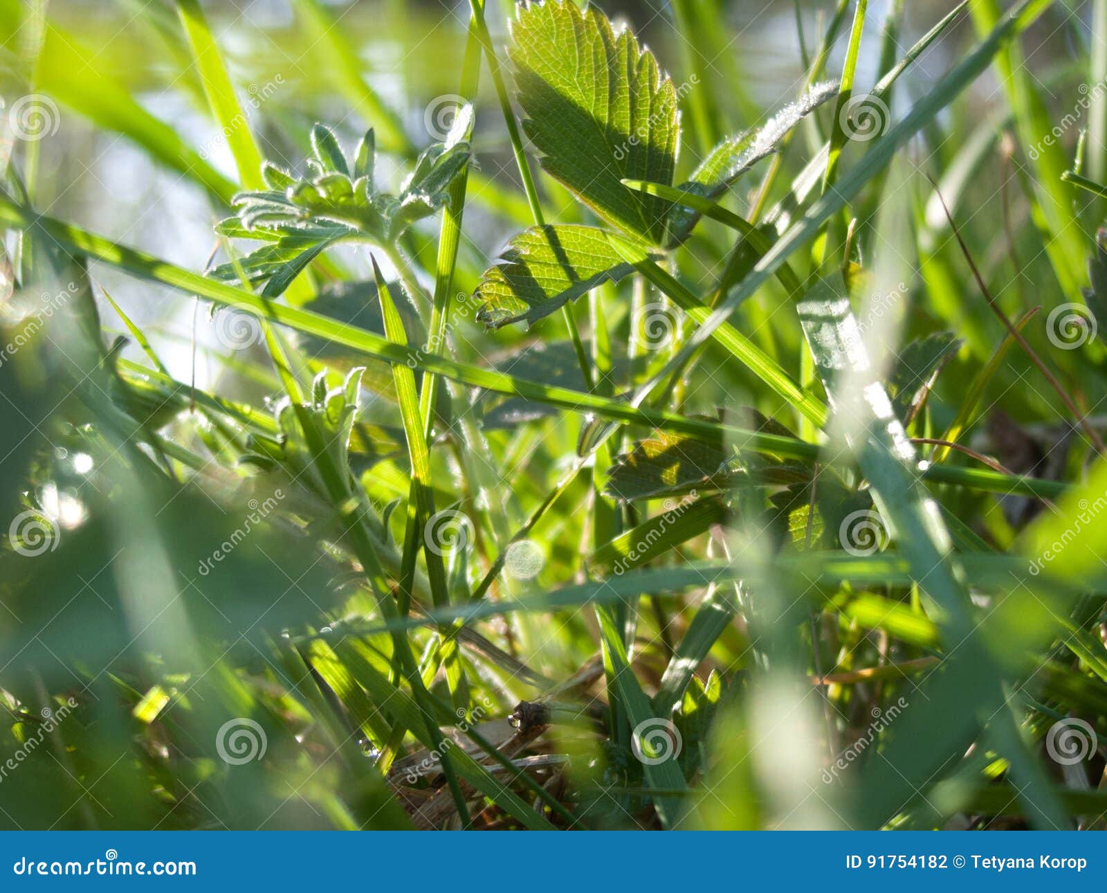 Fresh Spring Meadow Grass and Leaves of Wild Strawberry with Dew Stock ...