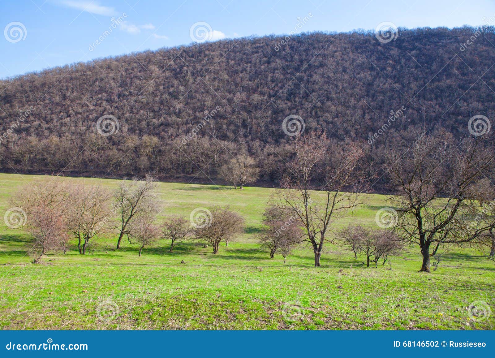 Fresh spring nature stock photo. Image of trees, woodland - 68146502
