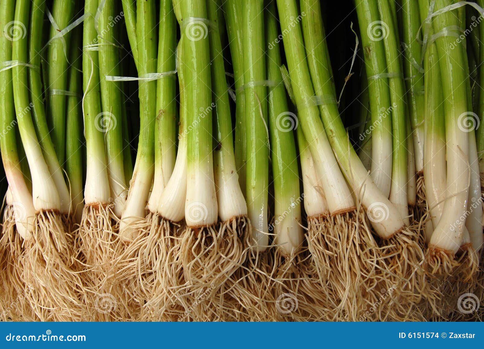 Fresh Spring Onion stock photo. Image of vegetable, bunch - 6151574