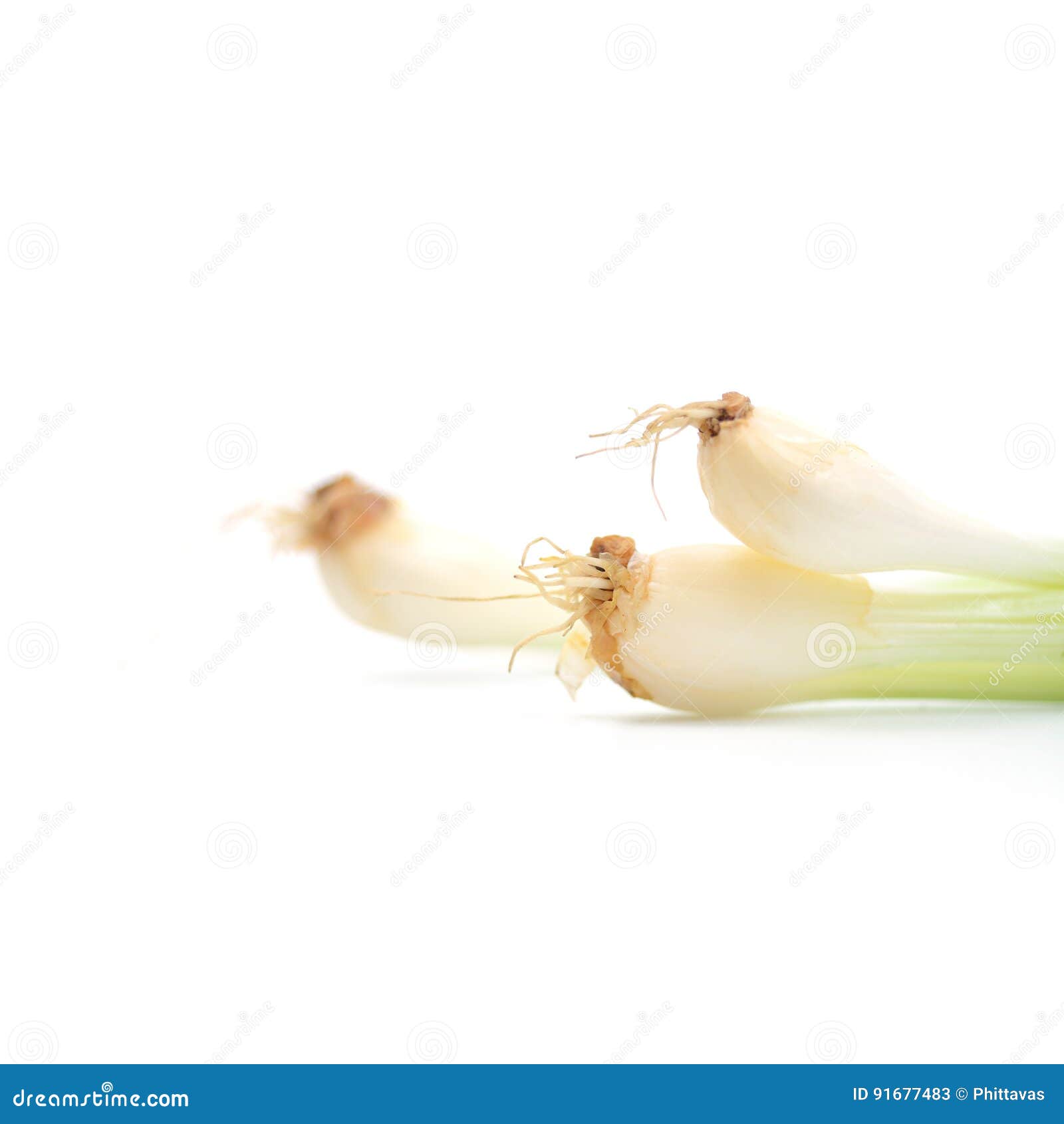Fresh Spring Onion Isolate on White Background Stock Image - Image of ...