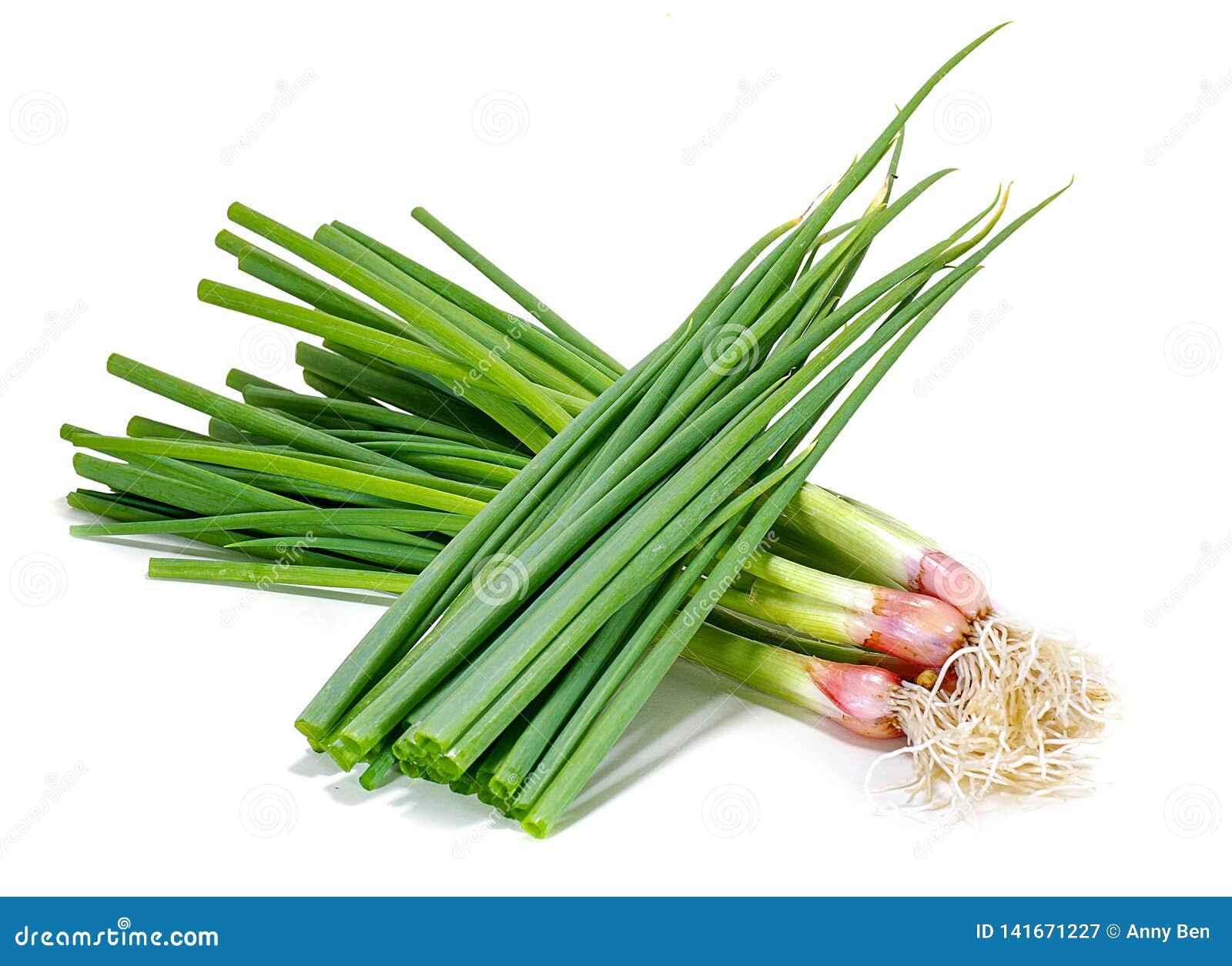 Spring Onion Isolated on White Background Stock Image - Image of group ...