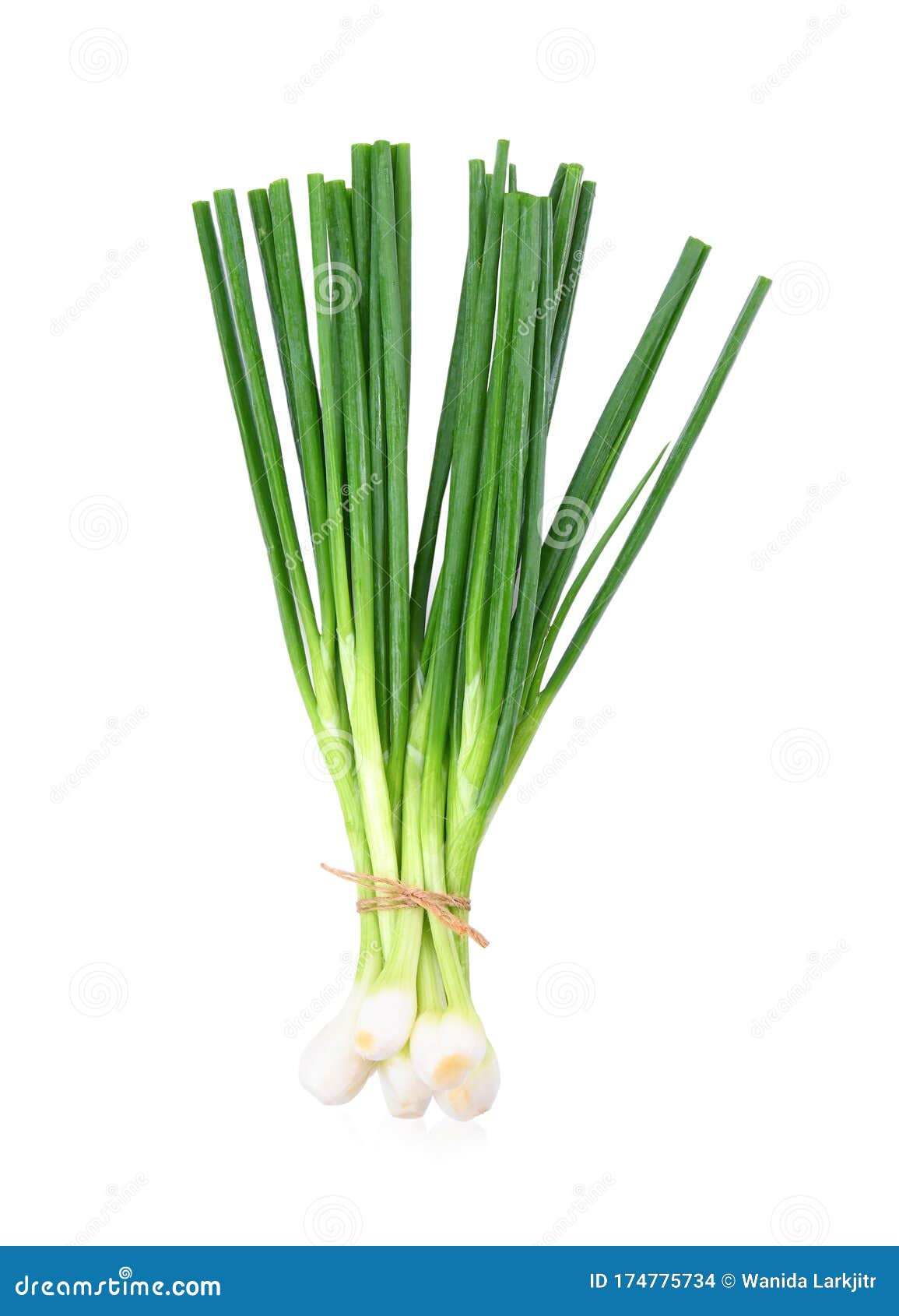 Fresh Spring Onion on White Background Stock Photo - Image of spices ...