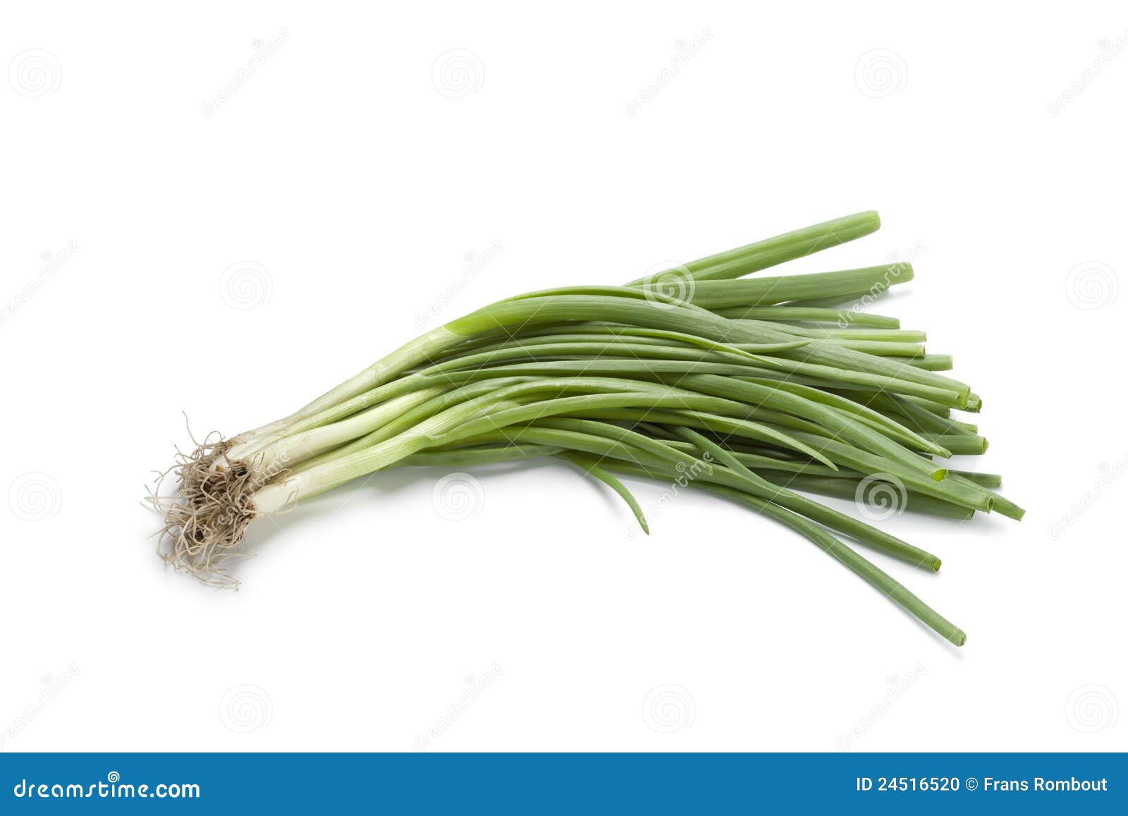 Fresh spring onions stock photo. Image of studio, ingredient - 24516520