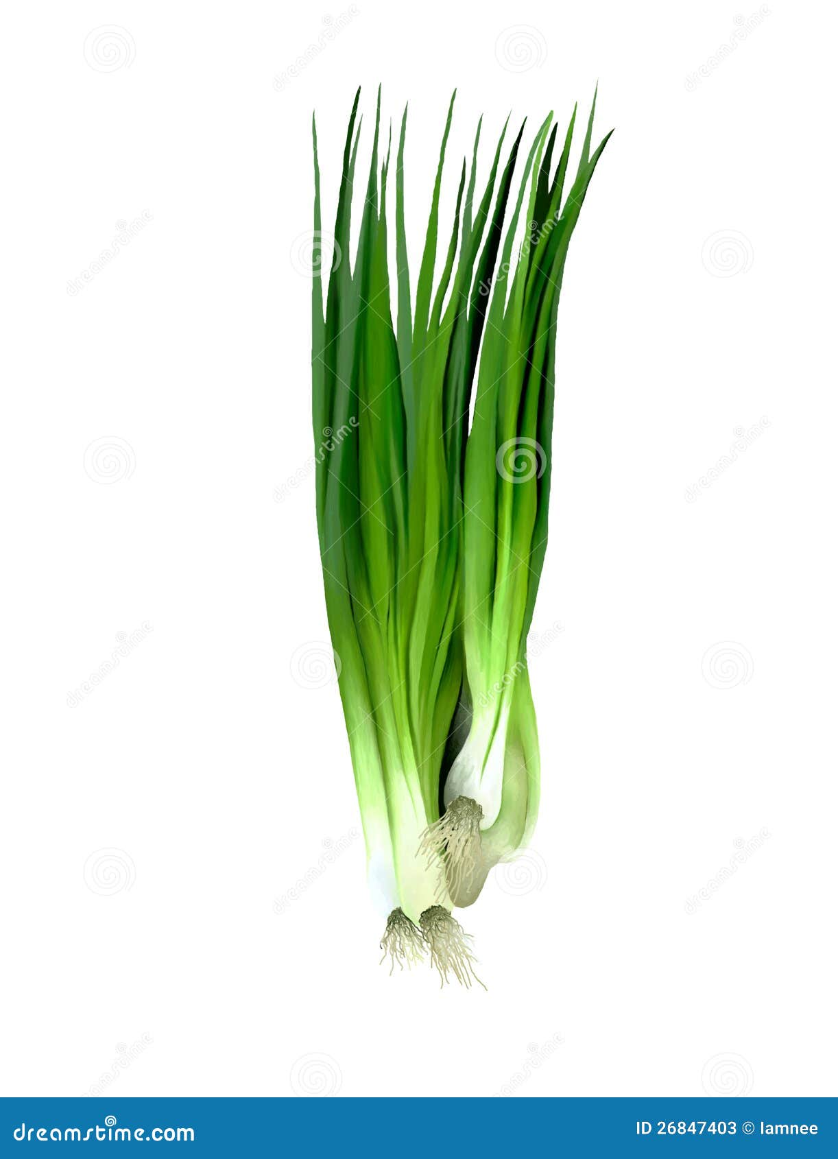 Fresh Spring Onions or Fresh Leeks on White Backgr Stock Illustration ...