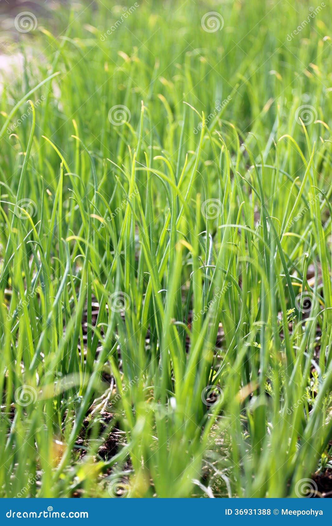 Fresh spring onions leaf. stock photo. Image of fresh - 36931388