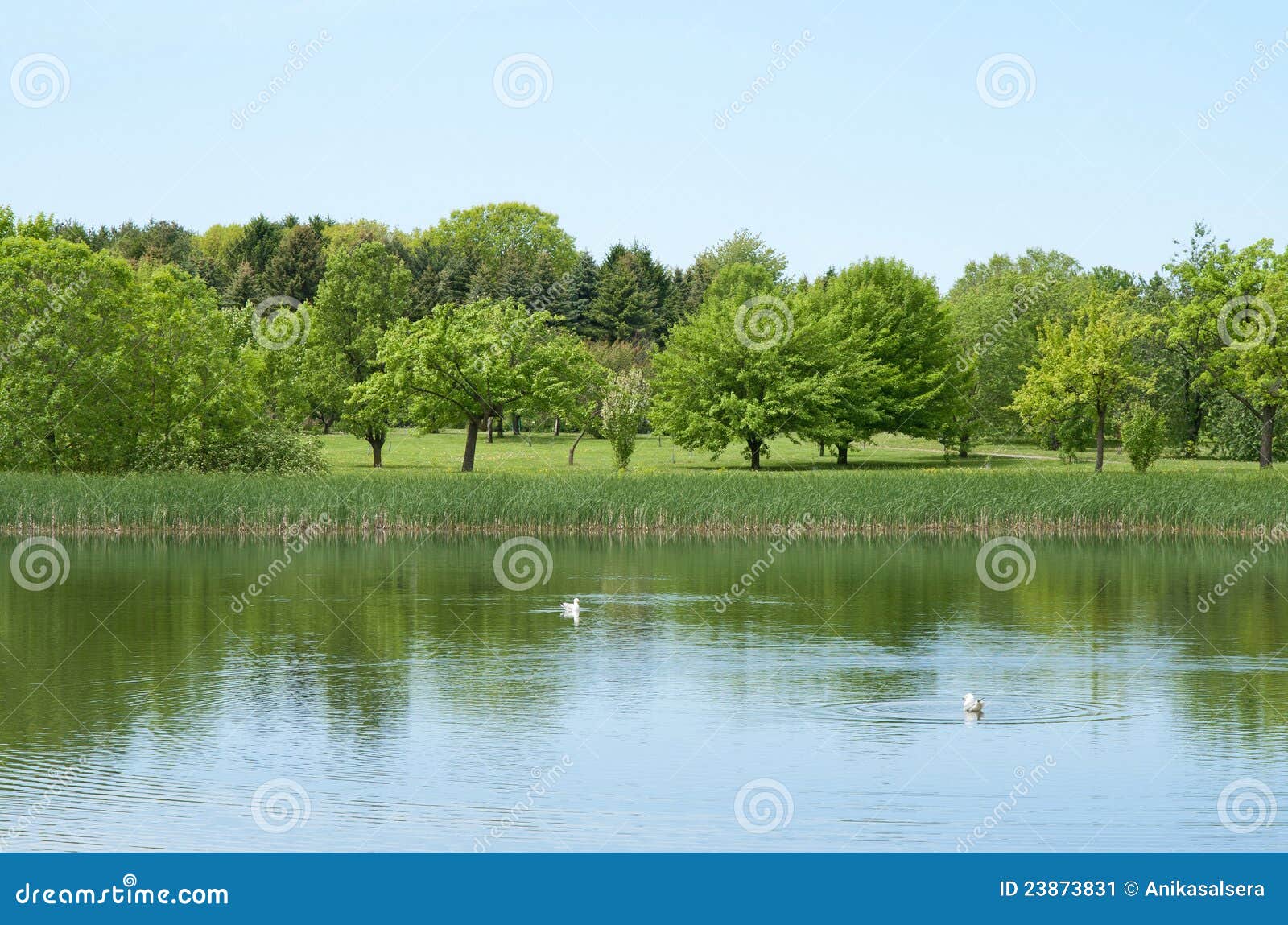 Fresh Spring Trees Growing Near a Pond Stock Image - Image of landscape ...