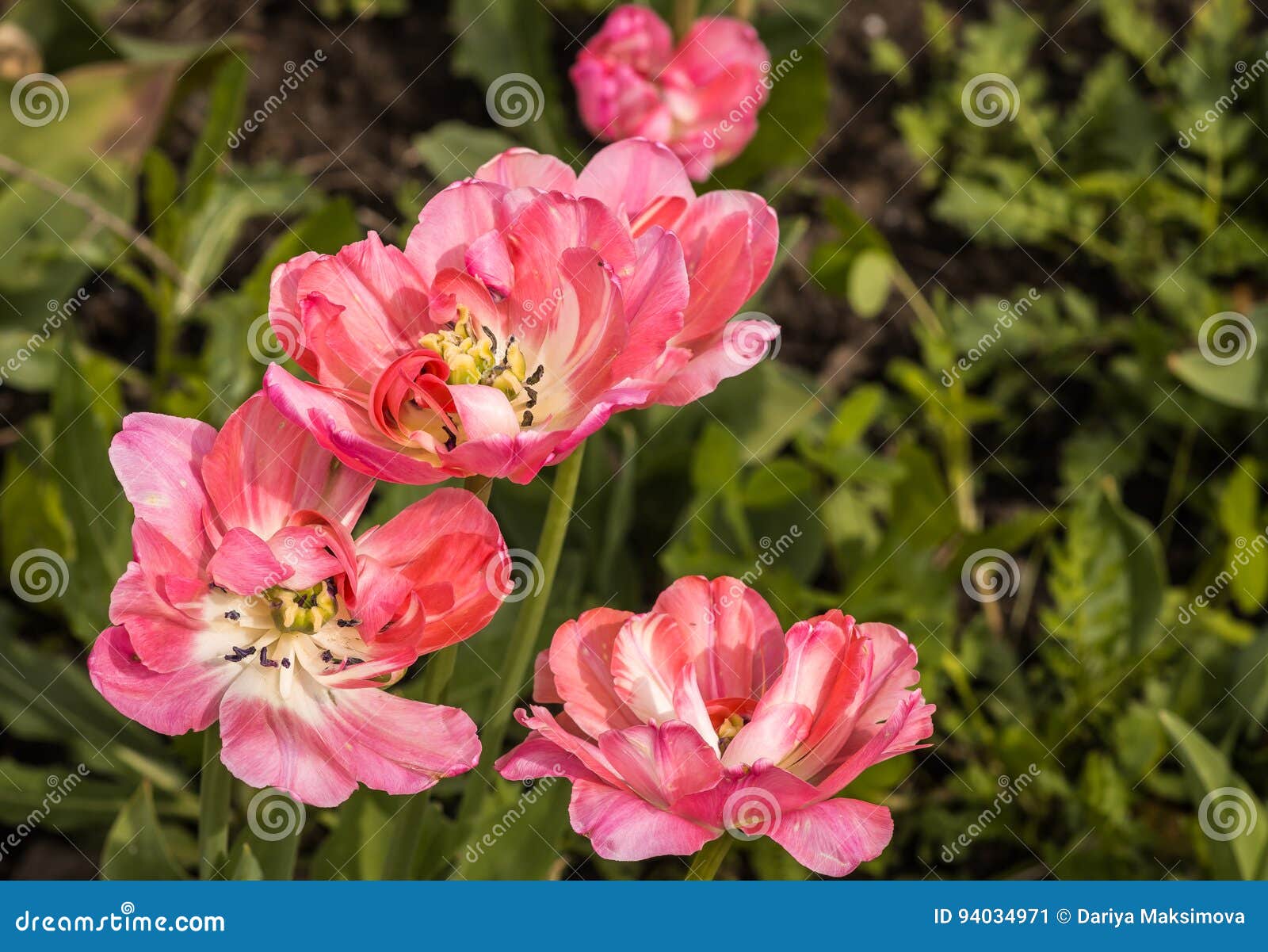 Fresh Spring Tulips on the Lawns of Moscow Stock Image - Image of ...