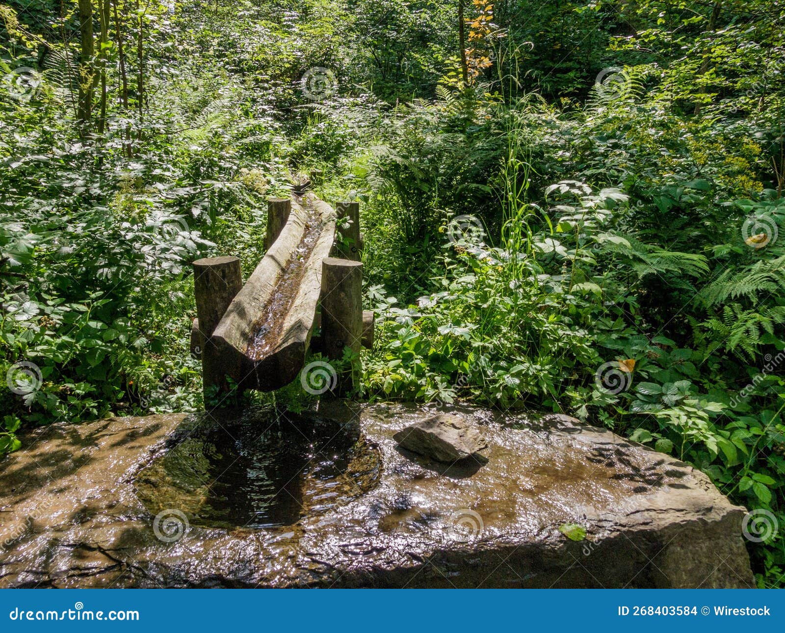 Fresh Spring Water Flows Down a Shaved Tree Trunk into a Stone Puddle ...