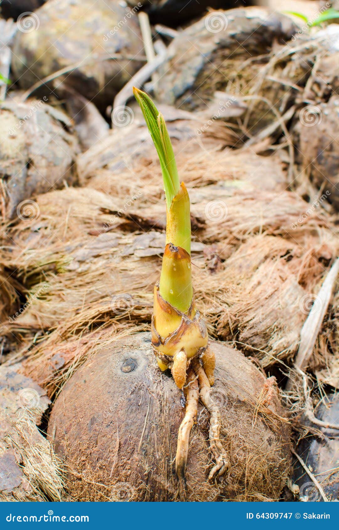 A Fresh Sprout of Coconut Tree. Stock Image - Image of leaf, plant ...