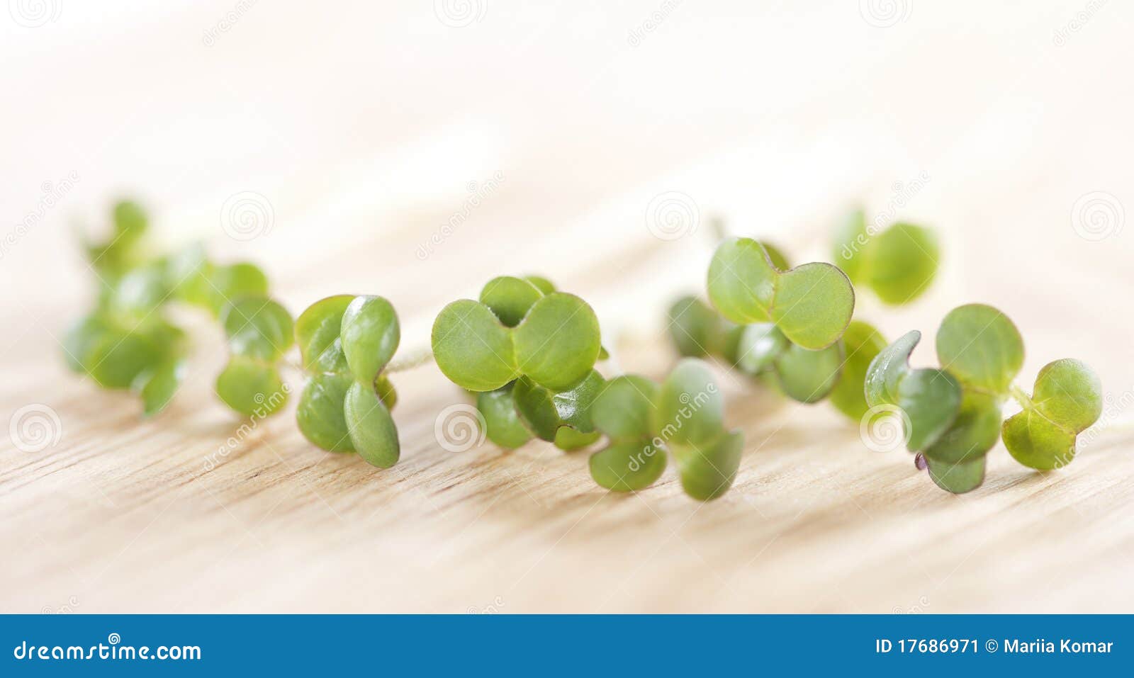 Fresh sprouts stock image. Image of grow, meal, organic - 17686971