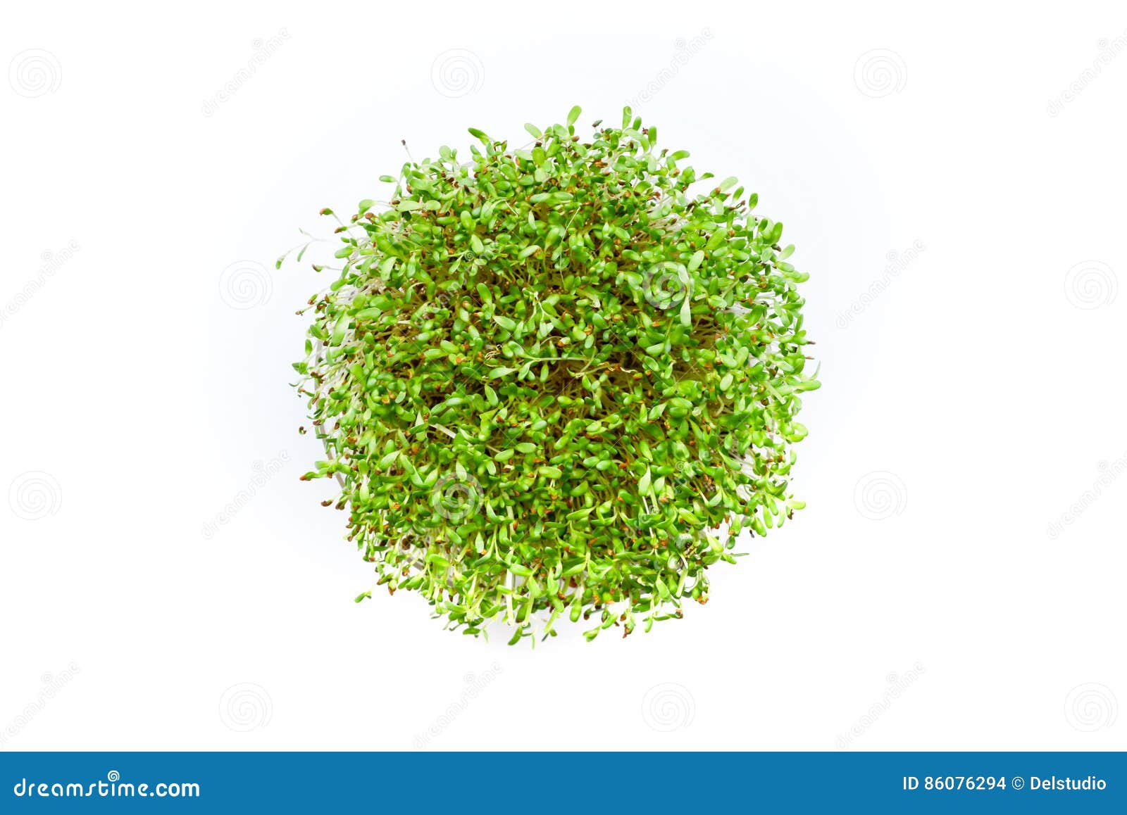 Fresh Sprouts of Alfalfa on White Background Stock Photo - Image of ...
