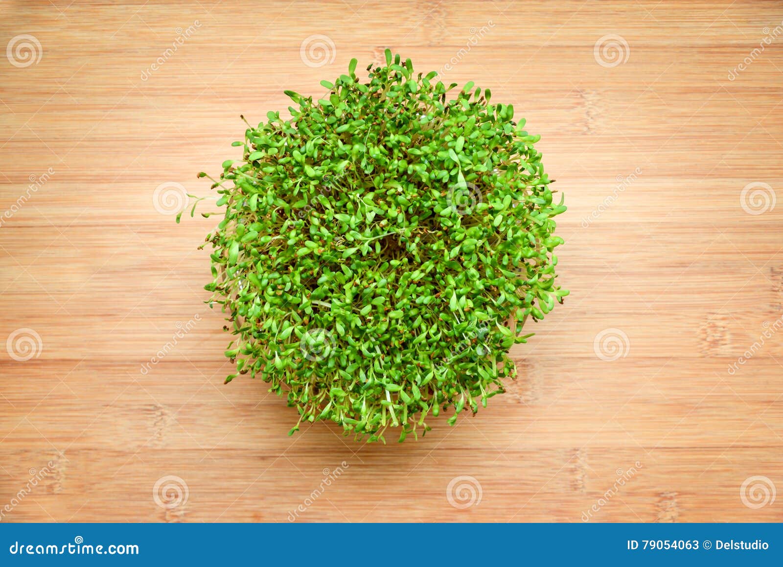 Fresh Sprouts of Alfalfa on Wood Stock Image - Image of plant, fresh ...