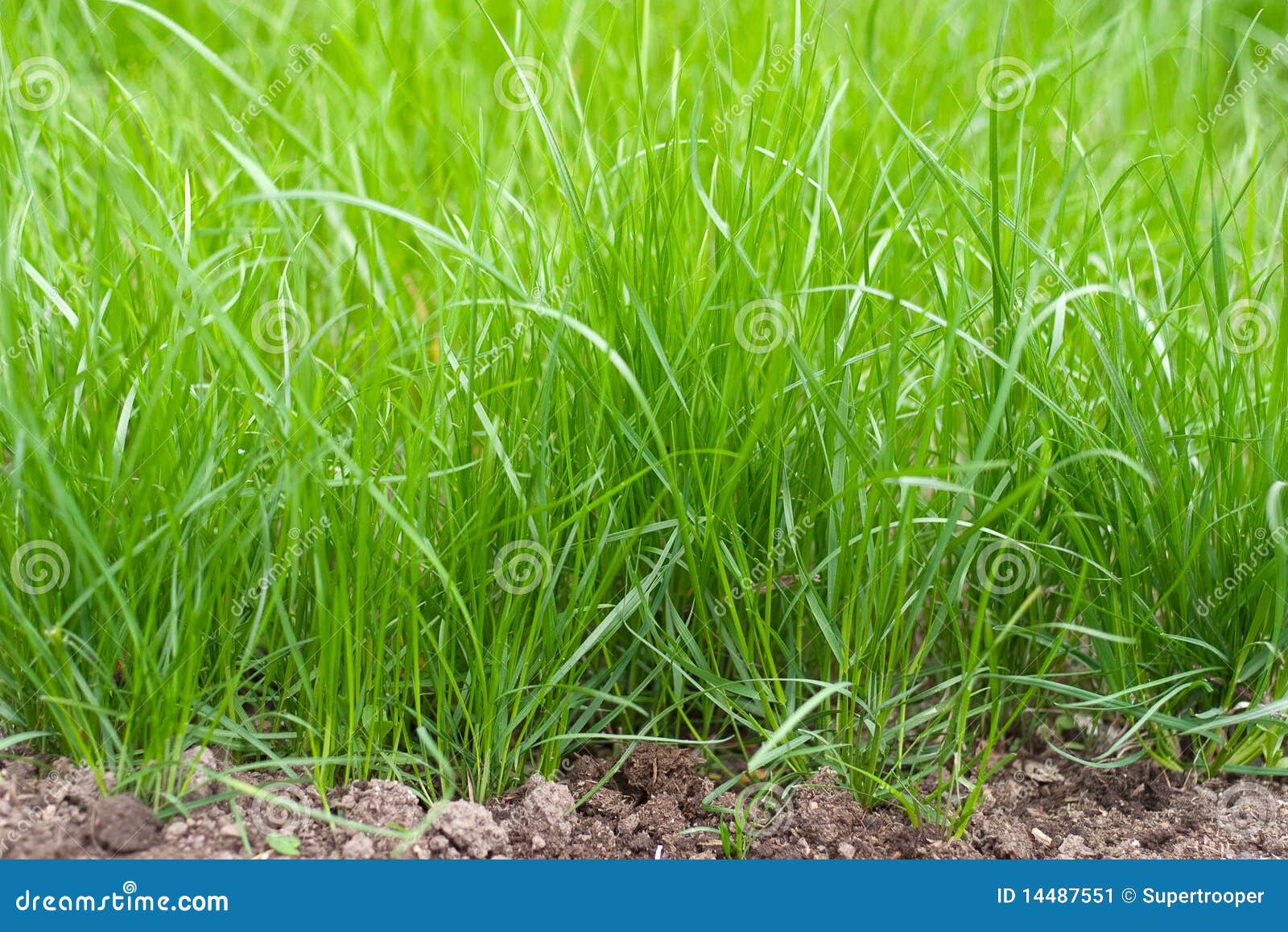 Fresh sprouts of grass stock image. Image of land, farm - 14487551