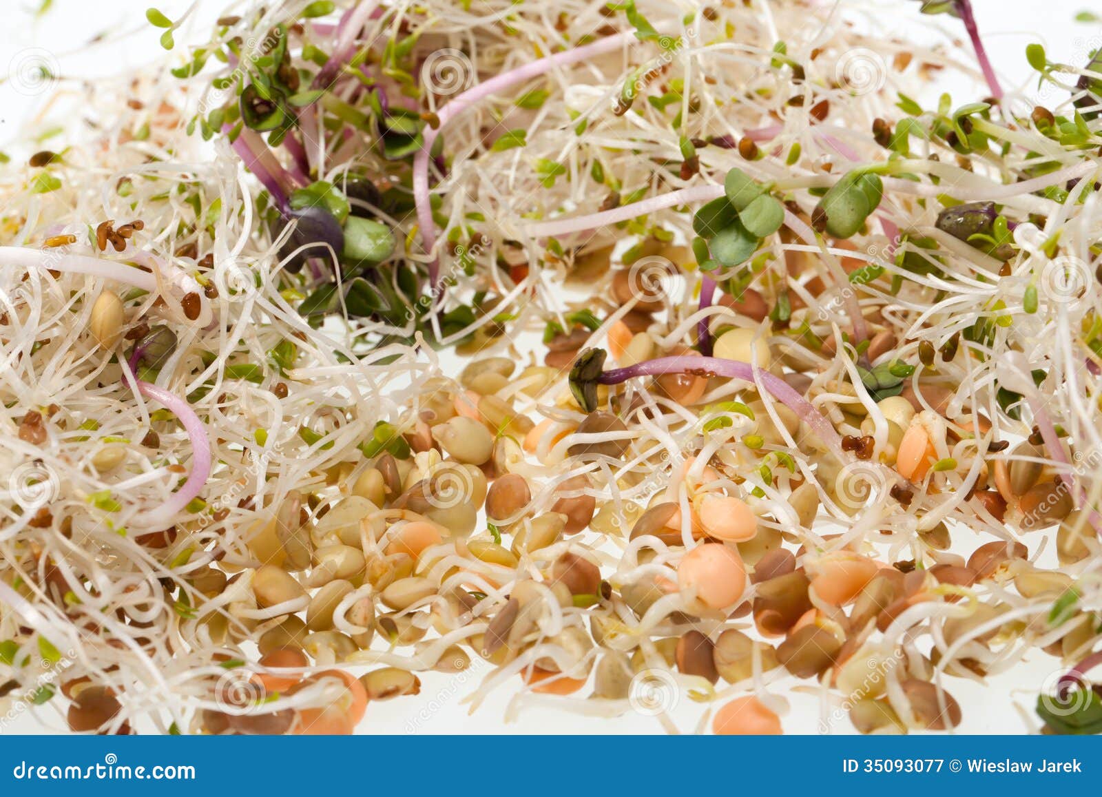 Fresh sprouts stock image. Image of food, abstract, healthy - 35093077