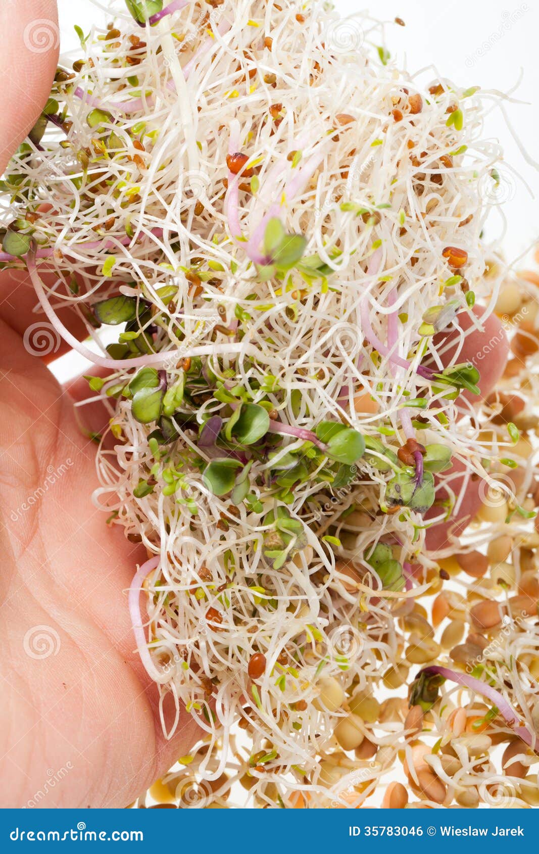 Fresh sprouts stock photo. Image of food, grain, agriculture - 35783046
