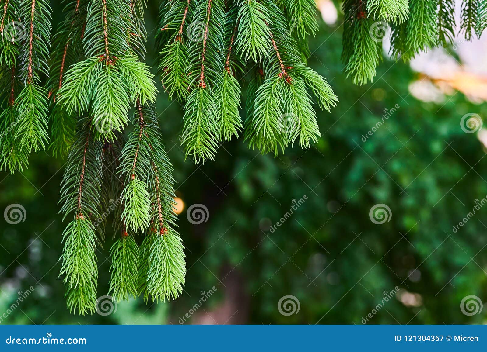 Fresh spruce branches stock image. Image of freshness - 121304367