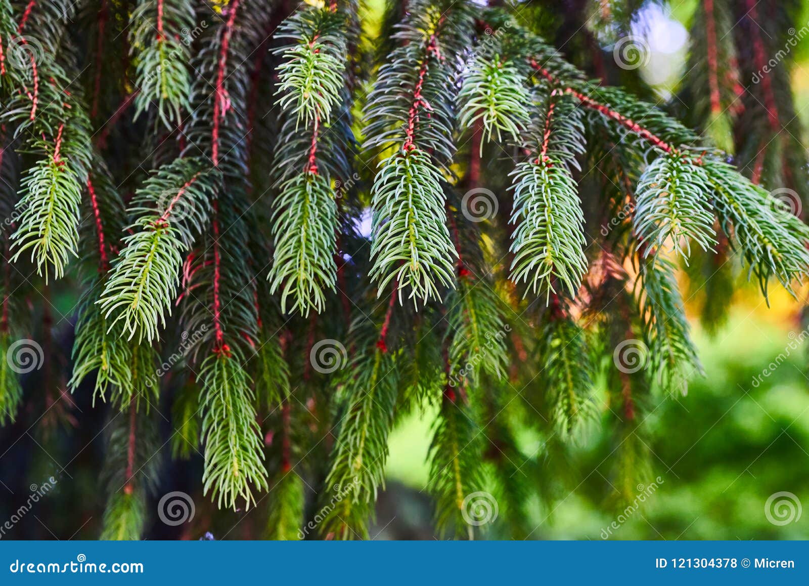 Fresh spruce branches stock photo. Image of leaf, light - 121304378