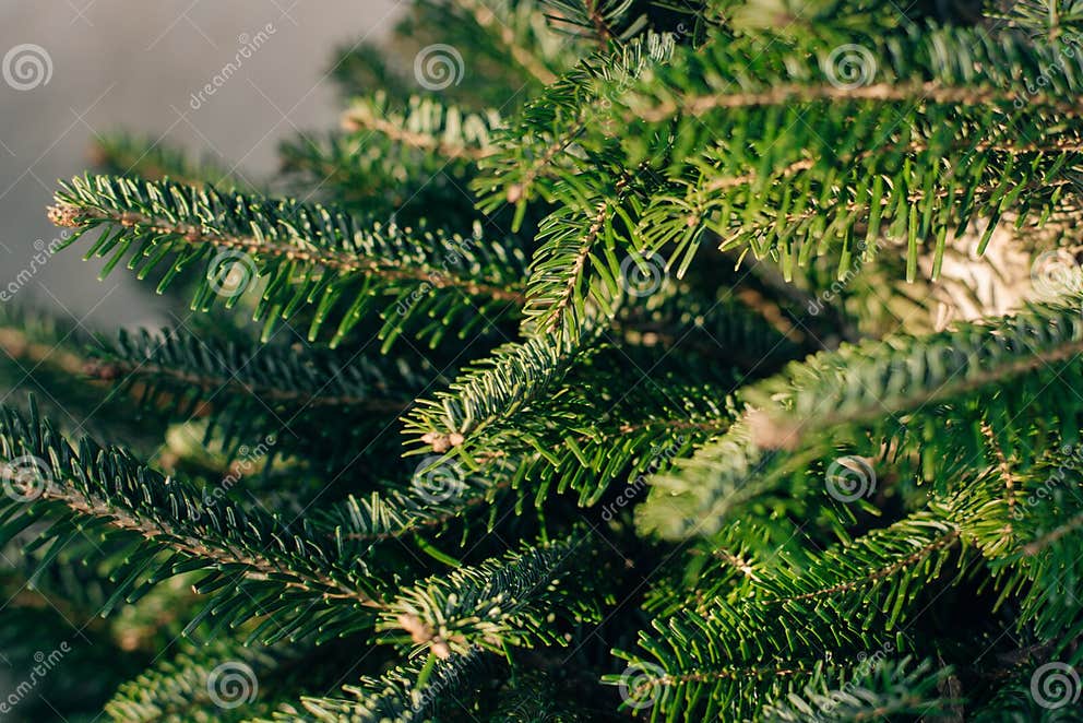 Fresh Spruce Branches in a Sunlight on a Grey Background Stock Photo ...