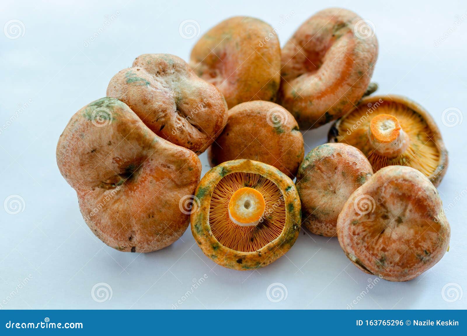 Fresh Spruce Milkcap Mushrooms Stock Photo - Image of edible, autumn ...