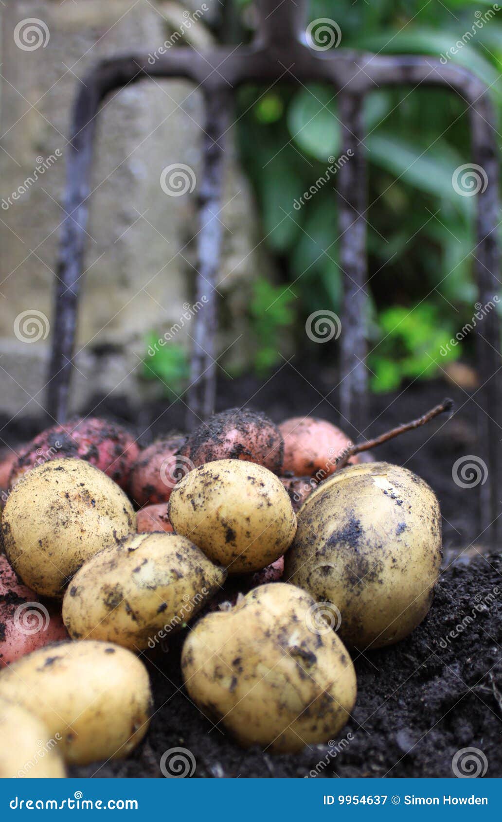 Fresh Spuds stock image. Image of potato, vegetable, growing - 9954637