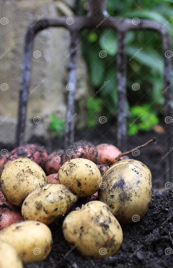 Fresh Spuds stock image. Image of potato, vegetable, growing - 9954637