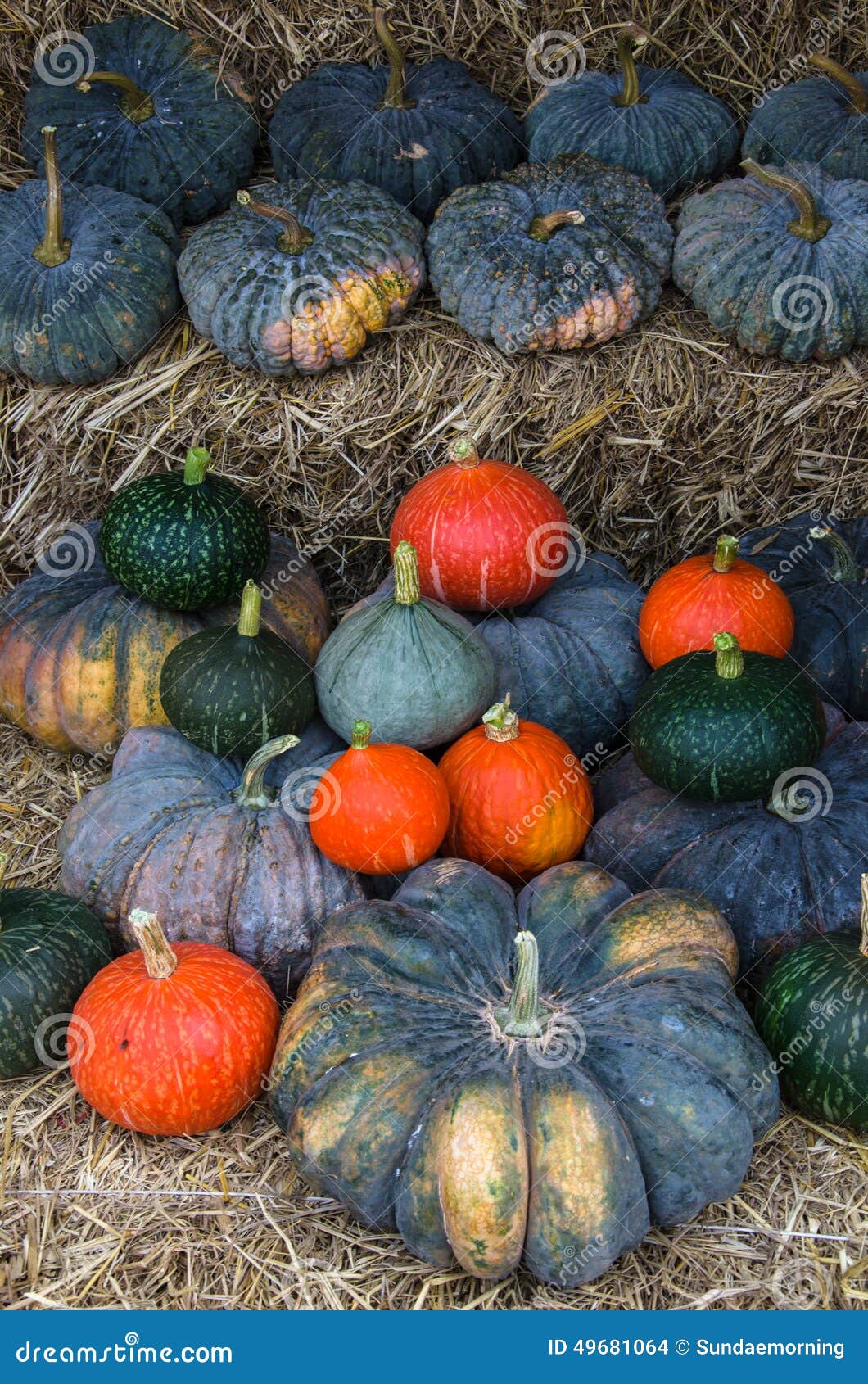 Fresh squash stock photo. Image of crop, squash, veggie - 49681064